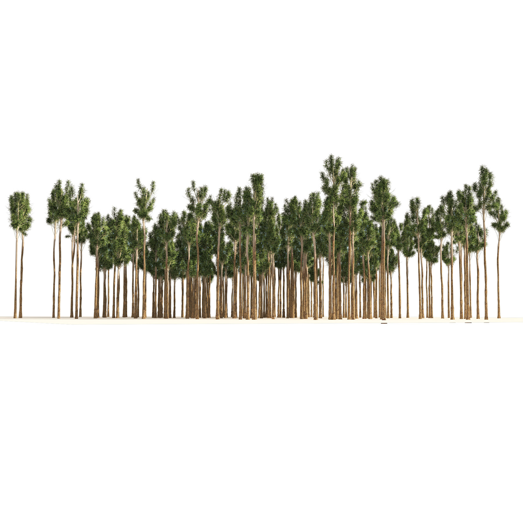 ArtStation - Rose gum trees | Resources
