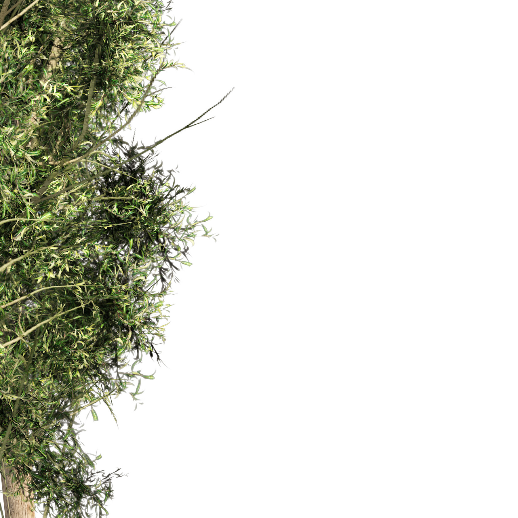 ArtStation - Rose gum trees | Resources