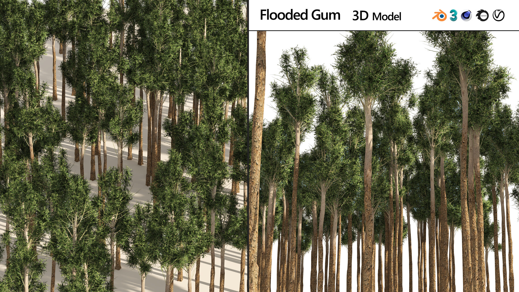 ArtStation - Rose gum trees | Resources