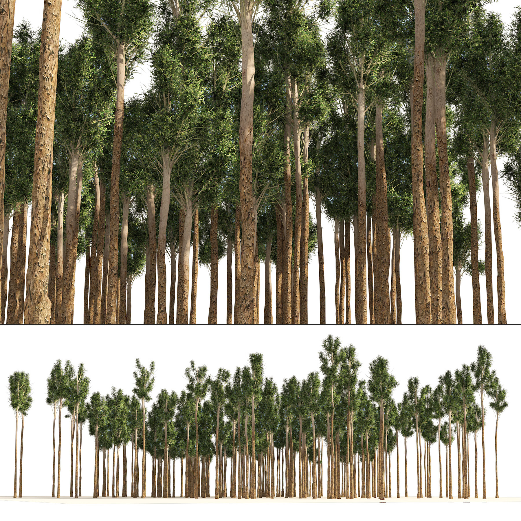 ArtStation - Rose gum trees | Resources