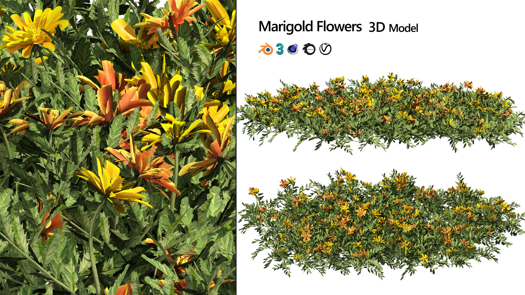 ArtStation - Yellow & Orange Marigold Flowers Cluster | Game Assets