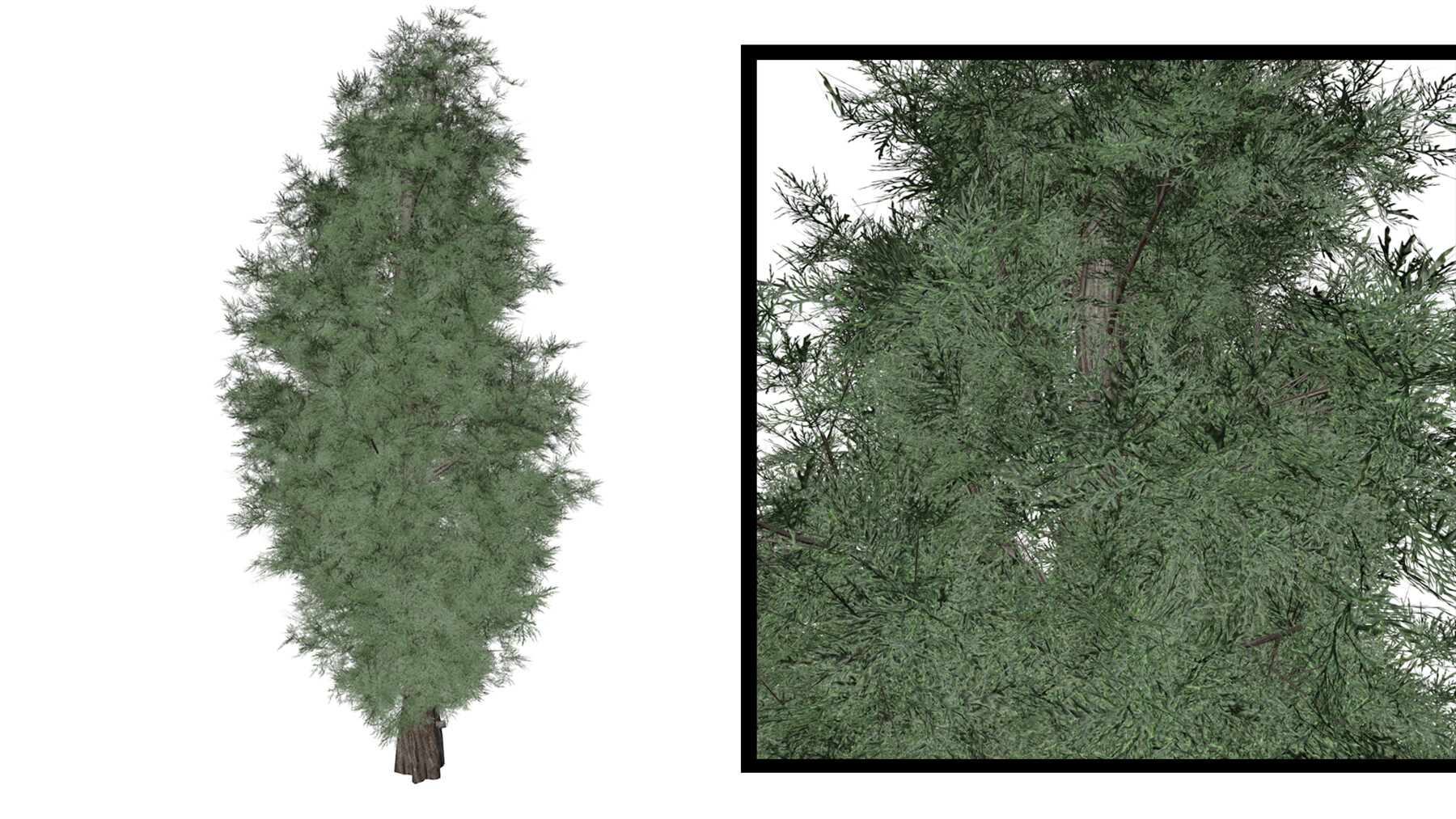 ArtStation - Eastern Red Cedar #01 (FBX) - High Poly Tree (3D Model ...