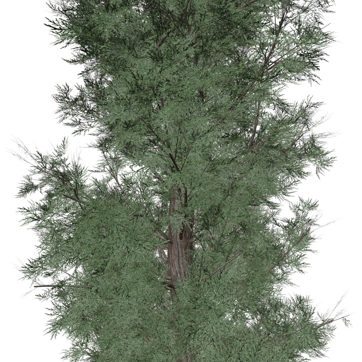 ArtStation - Eastern Red Cedar #02 (FBX) - High Poly Tree (3D Model ...
