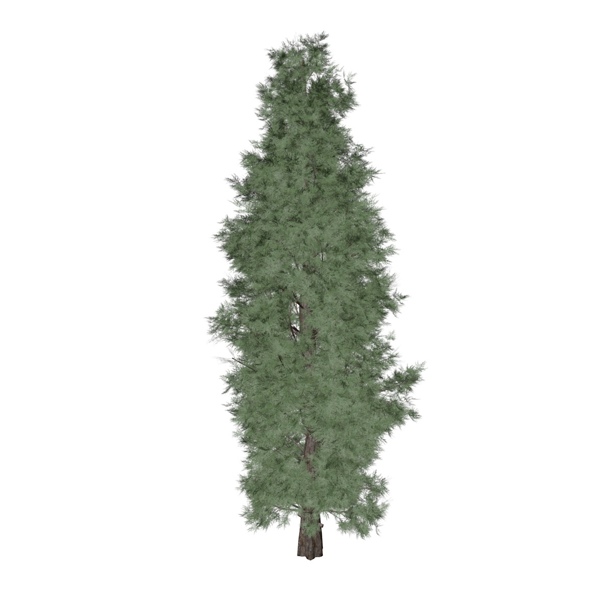ArtStation - Eastern Red Cedar #03 (FBX) - High Poly Tree (3D Model ...