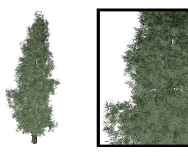 ArtStation - Eastern Red Cedar #04 (FBX) - High Poly Tree (3D Model ...