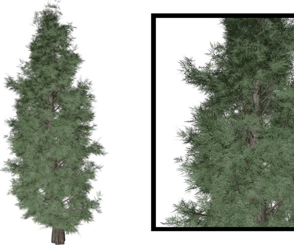 ArtStation - Eastern Red Cedar #08 (FBX) - High Poly Tree (3D Model ...