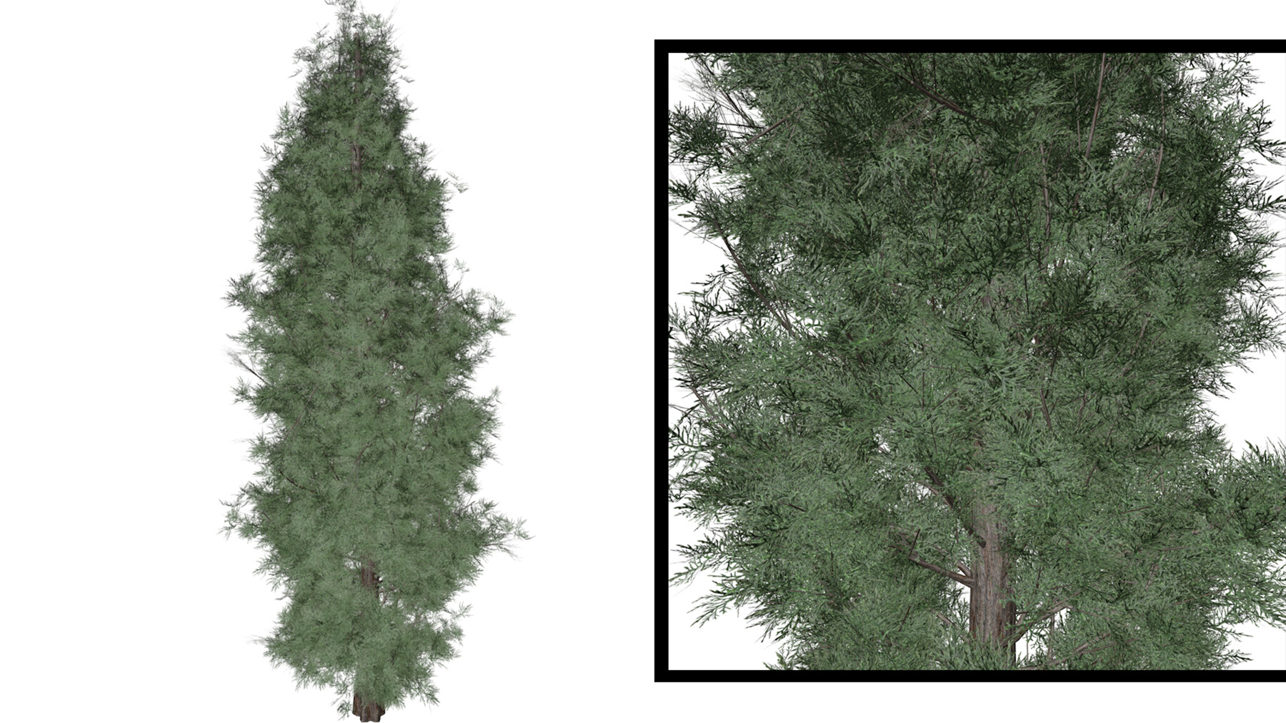 ArtStation - Eastern Red Cedar #10 (FBX) - High Poly Tree (3D Model ...