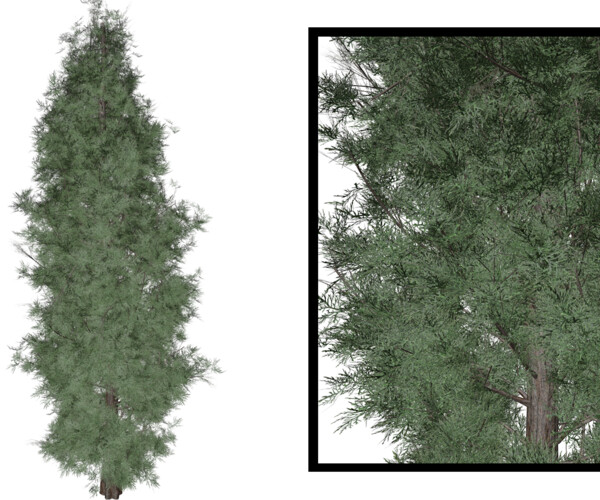 ArtStation - Eastern Red Cedar #10 (FBX) - High Poly Tree (3D Model ...