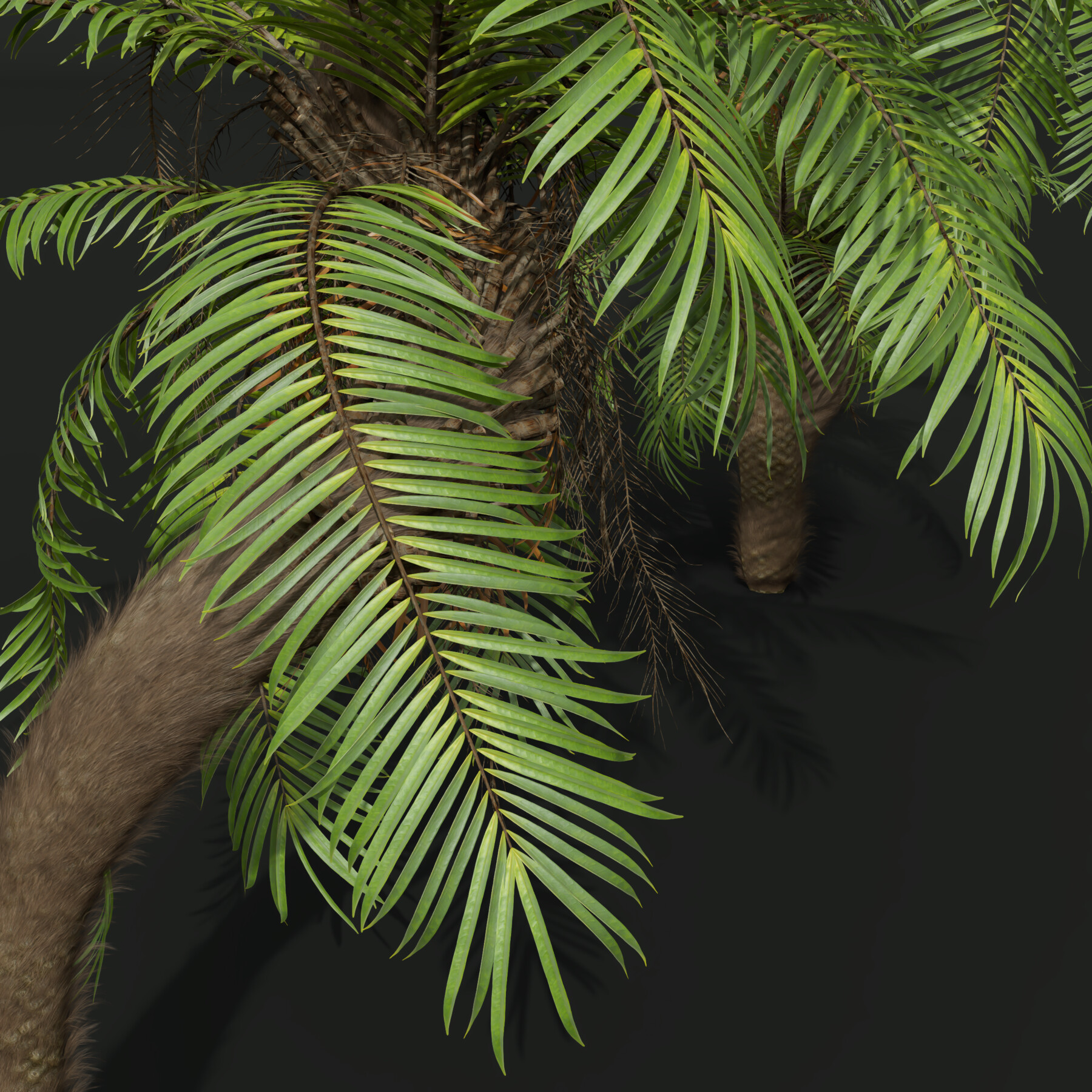 ArtStation - New Plant Alsophila Spinulosa Brainea Insignis Fern ...