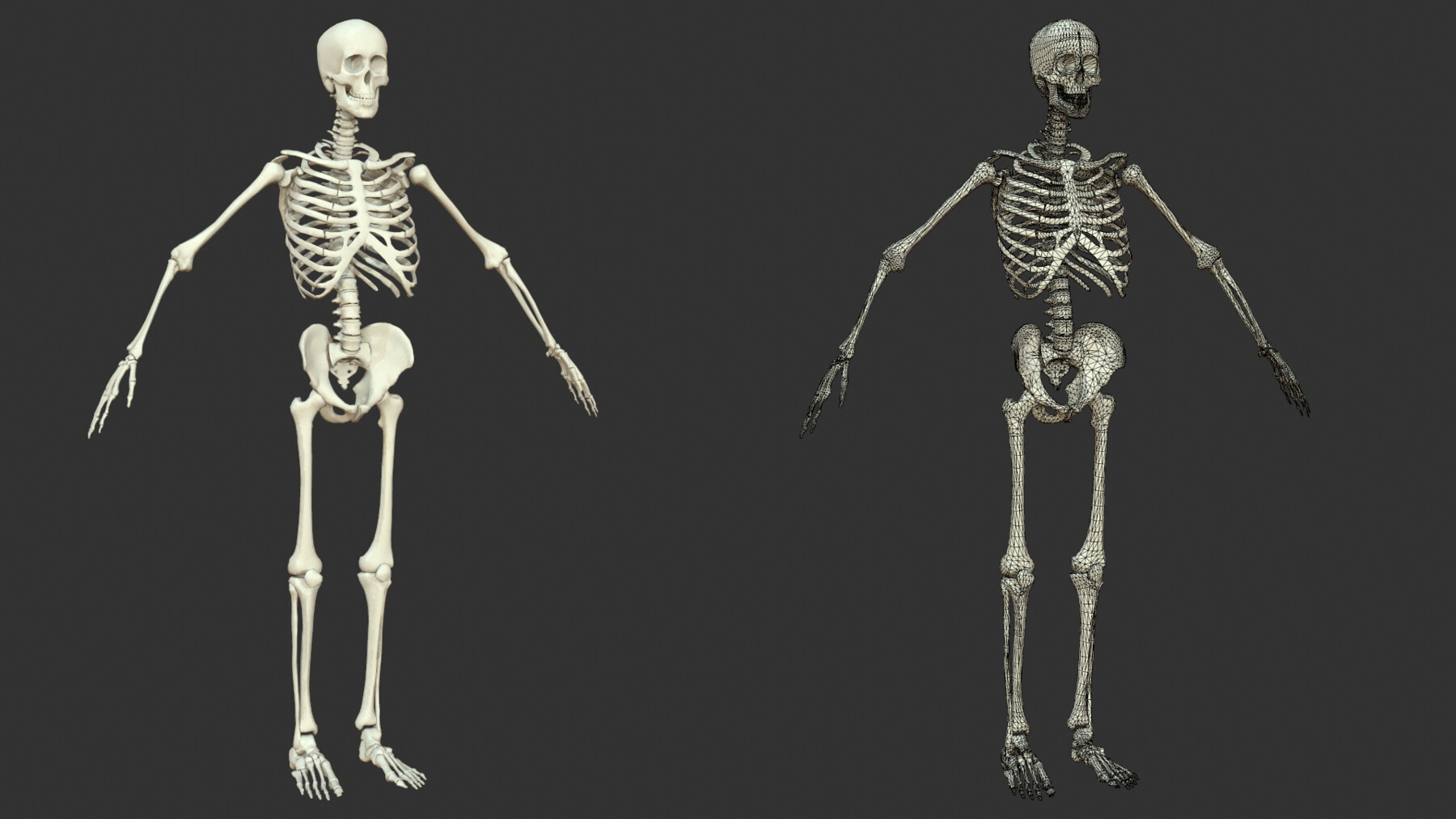 ArtStation - Skeleton mesh - 3D model | Resources