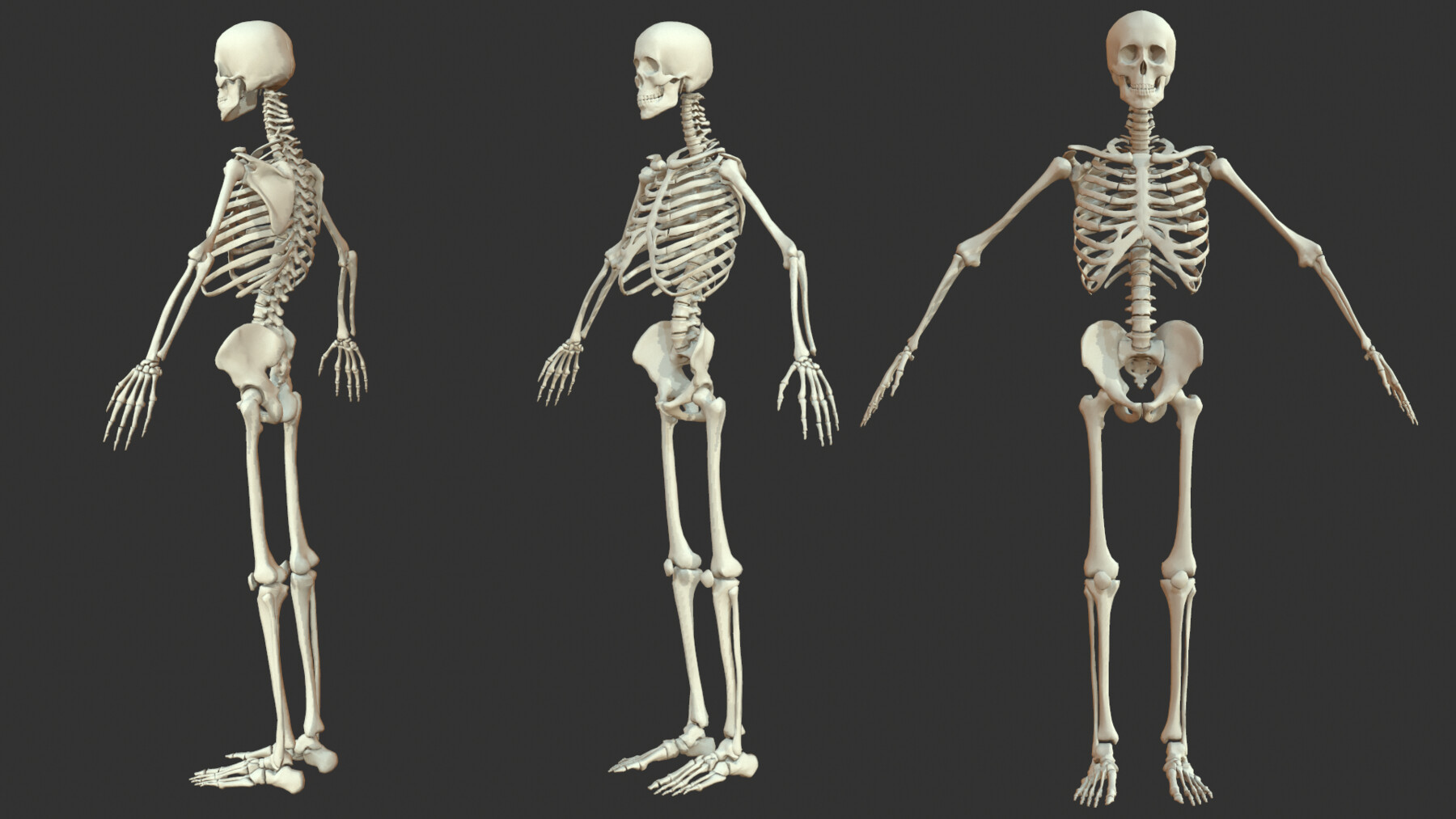 ArtStation - Skeleton mesh - 3D model | Resources
