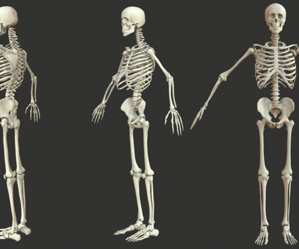 ArtStation - Skeleton mesh - 3D model | Resources