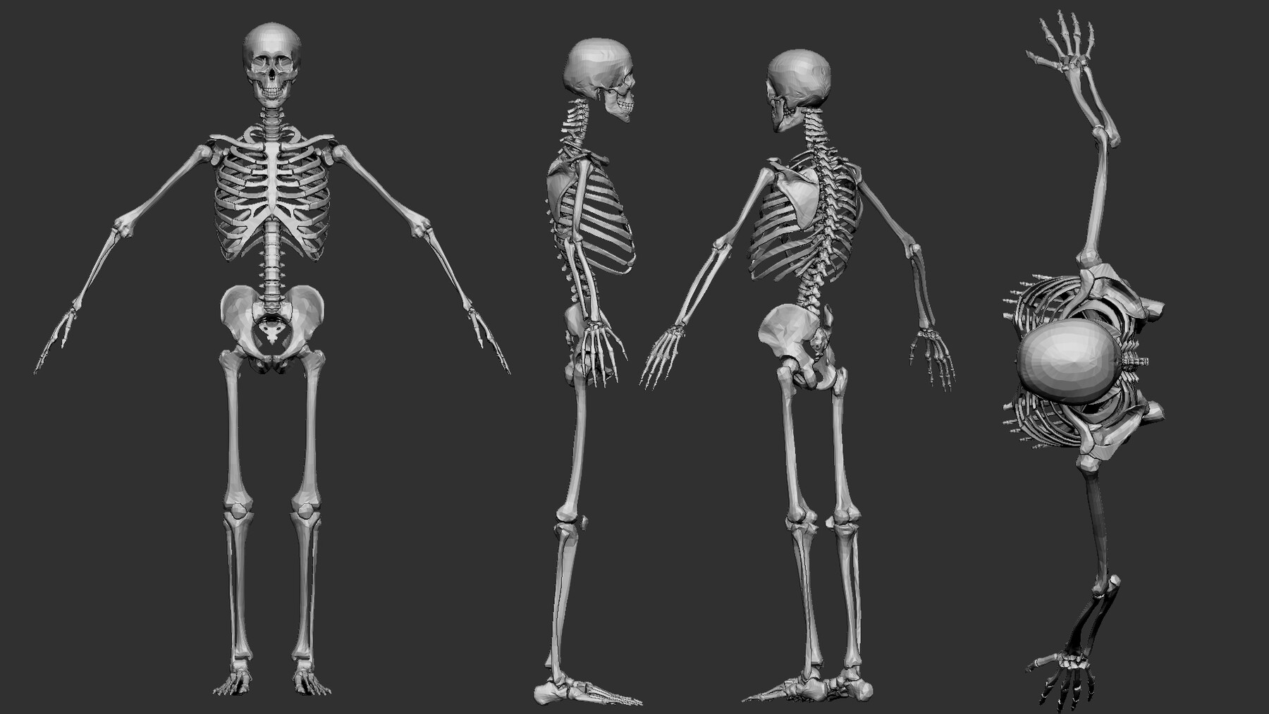 ArtStation - Skeleton mesh - 3D model | Resources
