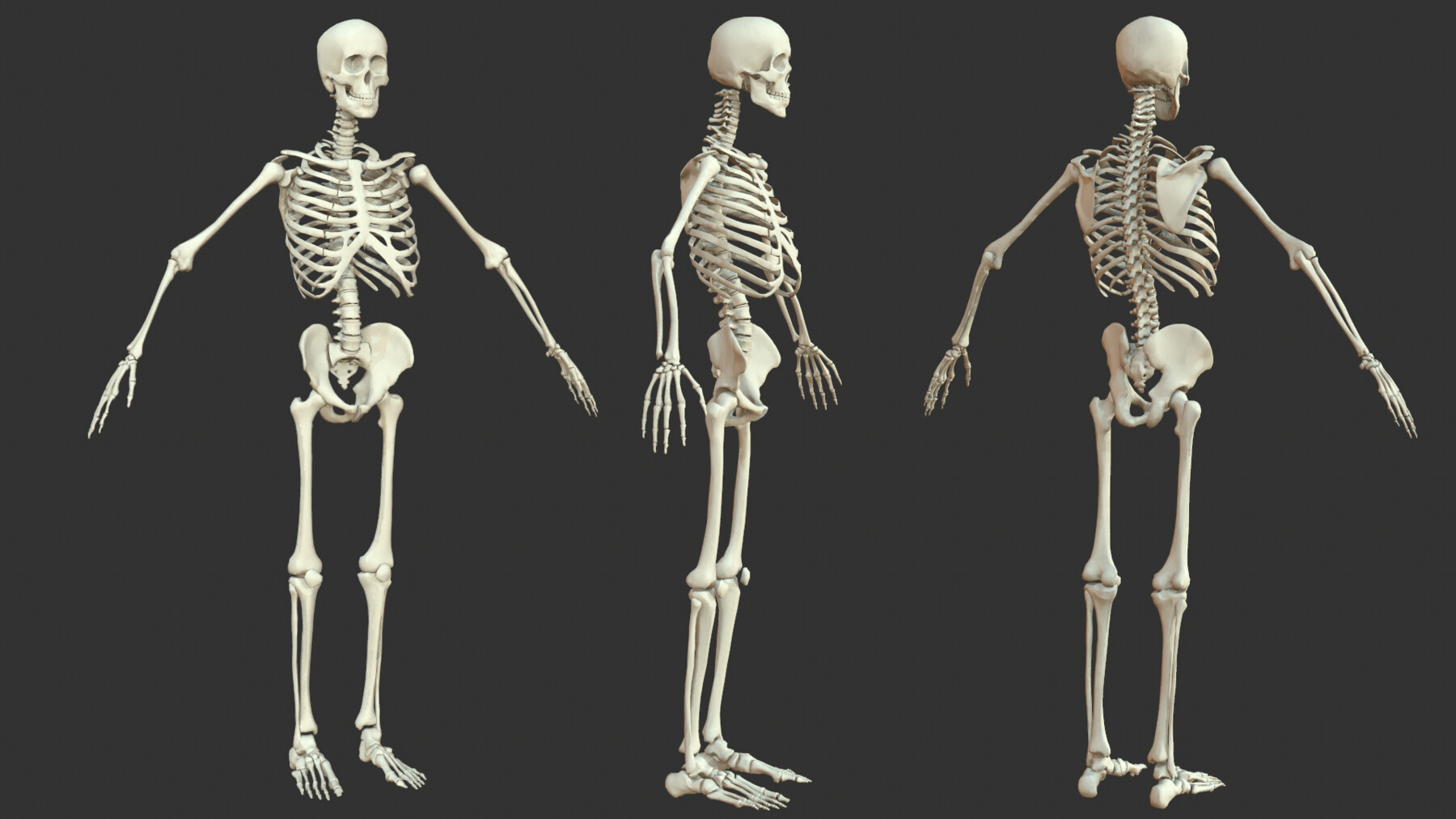 ArtStation - Skeleton mesh - 3D model | Resources