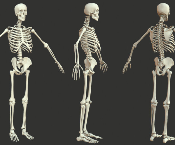 ArtStation - Skeleton mesh - 3D model | Resources