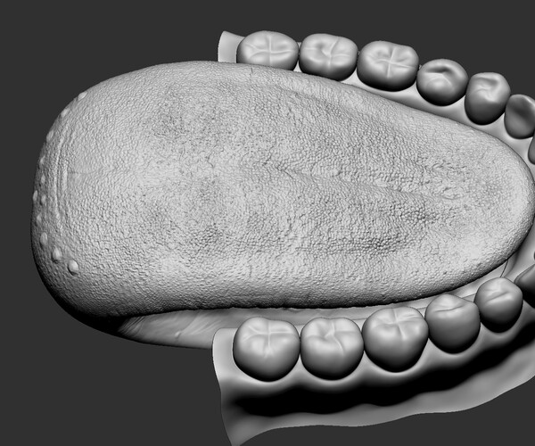 ArtStation - Realistic Teeth 3D model - VFX and Real-time | Resources