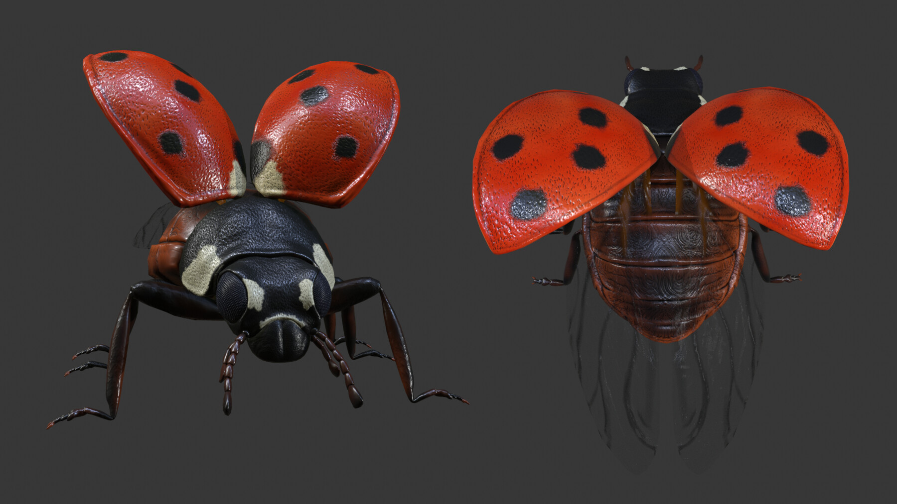 ArtStation - Realistic Ladybug Insect - 8K textures resolution | Game Assets