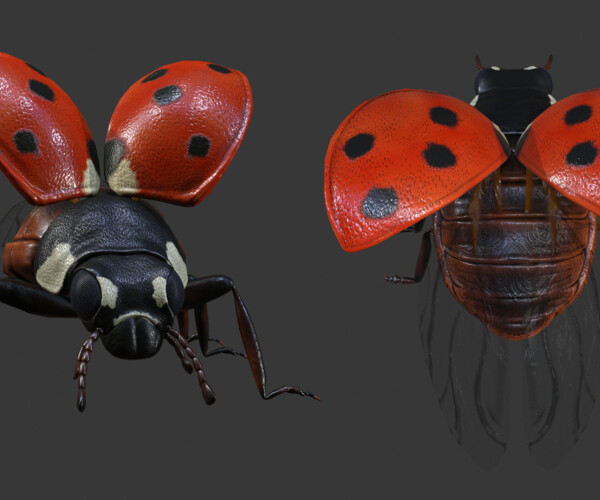 ArtStation - Realistic Ladybug Insect - 8K textures resolution | Game ...