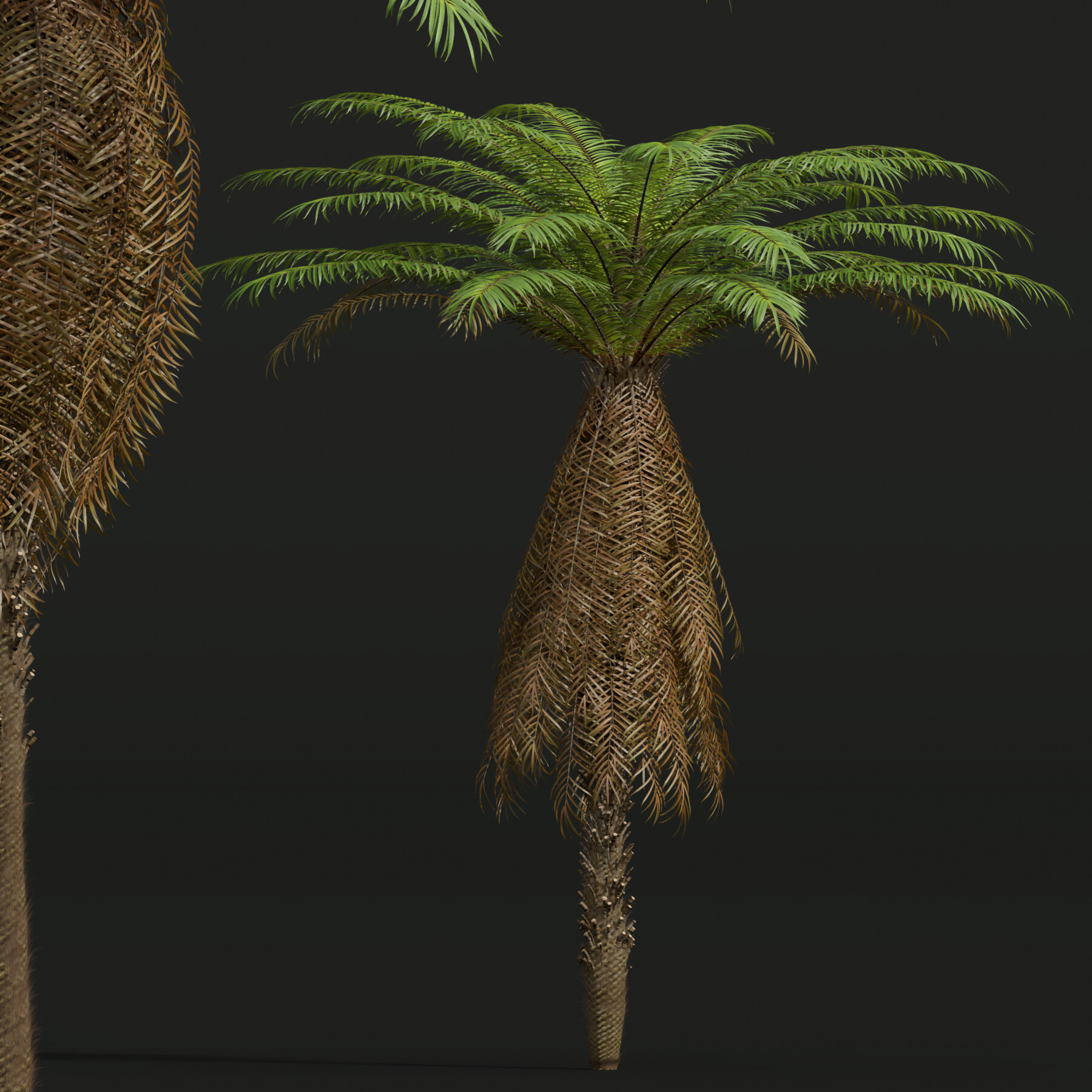 ArtStation - New Plant Alsophila Spinulosa Fern Brainea Insignis Beard ...