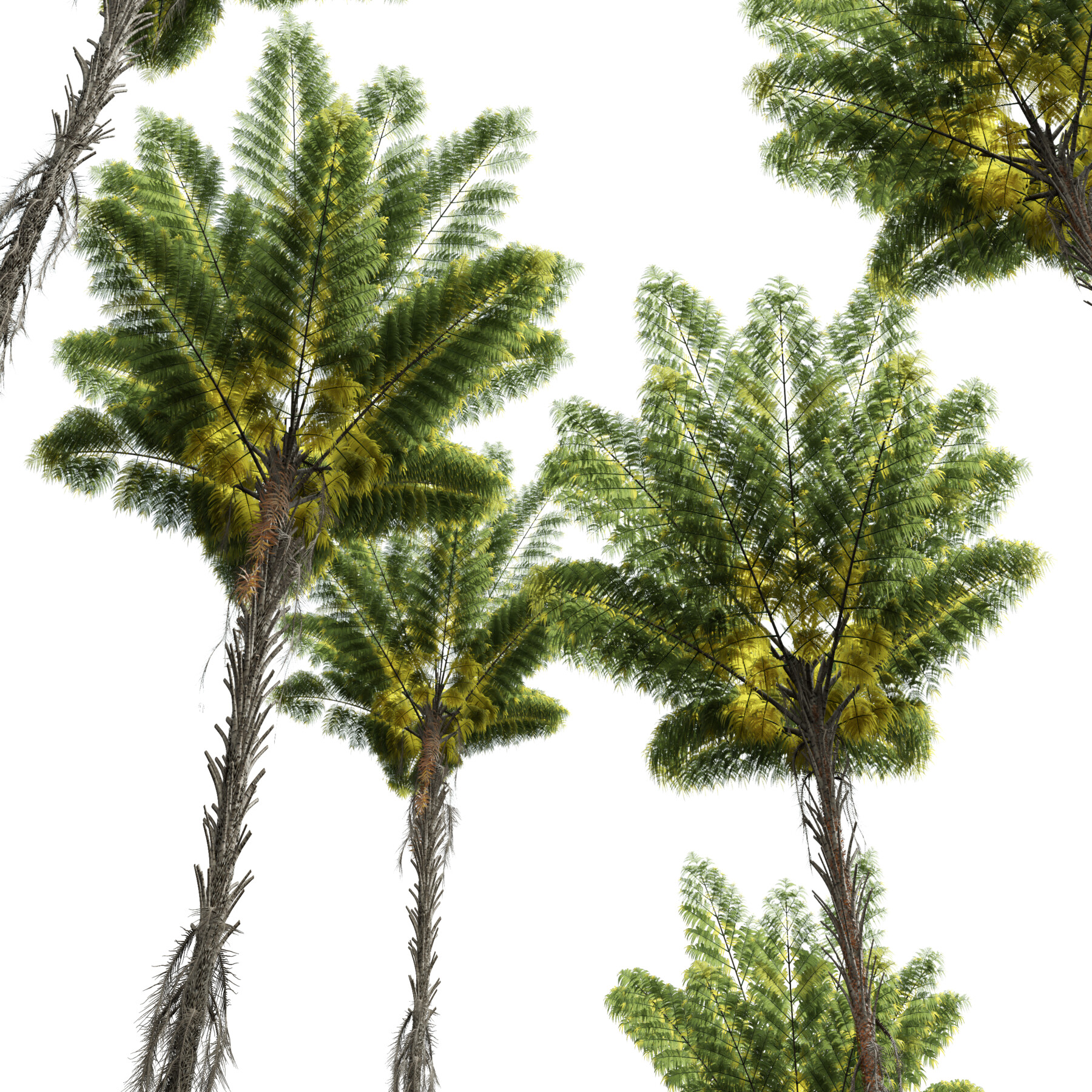 ArtStation - New Plant Alsophila Spinulosa Fern Decorative Spinulosa ...