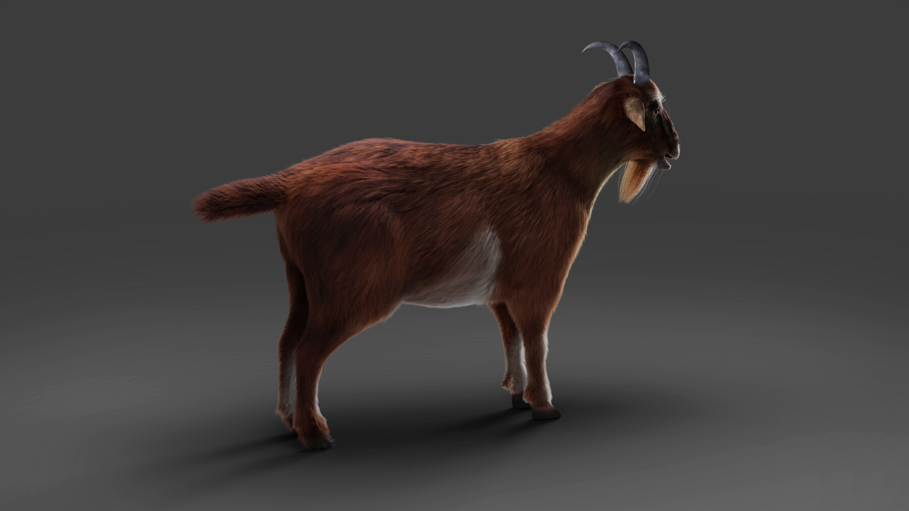 ArtStation - Fur Goat 04 Rigged and Animation in Blender | Game Assets