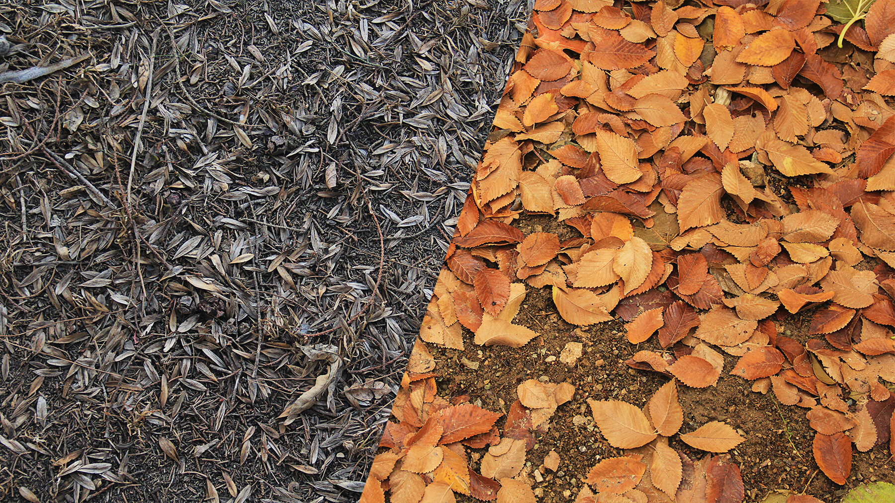 ArtStation - 430+ Plant Texture Reference Pack | Resources