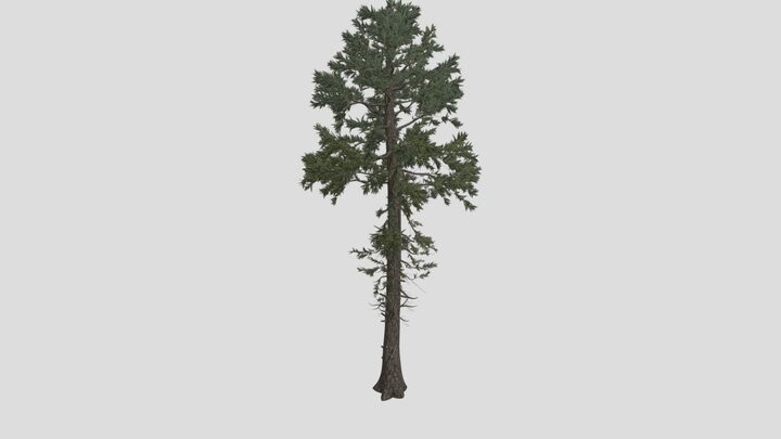 ArtStation - Douglas Fir #04 (FBX) - High Poly Tree (3D Model) | Resources