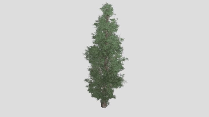 ArtStation - Eastern Red Cedar #09 (FBX) - High Poly Tree (3D Model ...