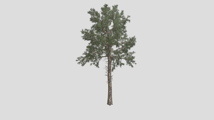 ArtStation - Loblolly Pine #02 (FBX) - High Poly Tree (3D Model ...