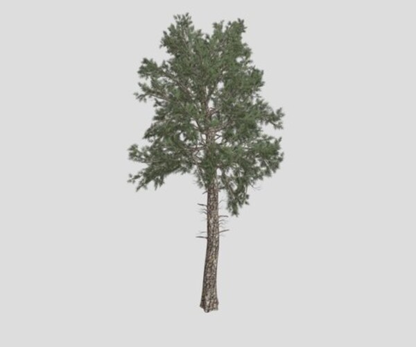 ArtStation - Loblolly Pine #06 (FBX) - High Poly Tree (3D Model ...