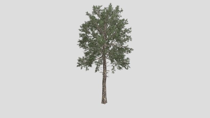 ArtStation - Loblolly Pine #10 (FBX) - High Poly Tree (3D Model ...