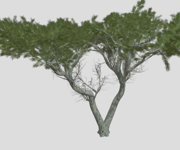 ArtStation - Monterey Cypress #02 (FBX) - High Poly Tree (3D Model ...