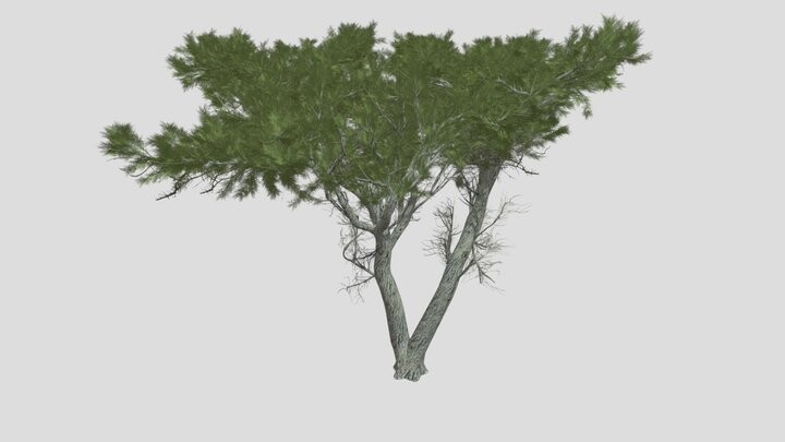 ArtStation - Monterey Cypress #07 (FBX) - High Poly Tree (3D Model ...
