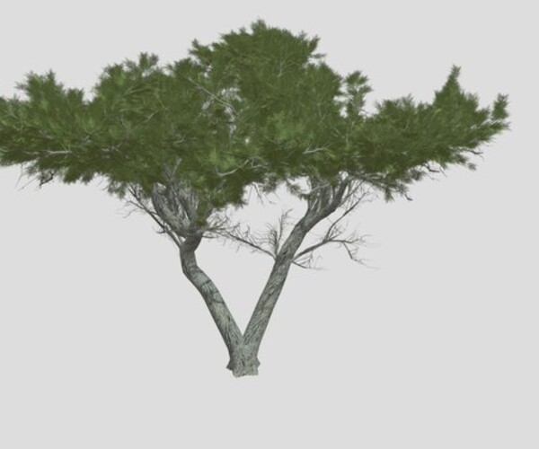 ArtStation - Monterey Cypress #08 (FBX) - High Poly Tree (3D Model ...