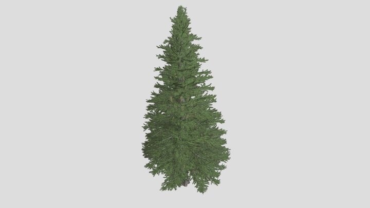 ArtStation - Norway Spruce #04 (FBX) - High Poly Tree (3D Model ...