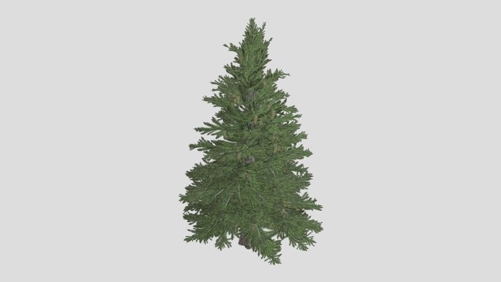 ArtStation - Norway Spruce #07 (FBX) - High Poly Tree (3D Model ...