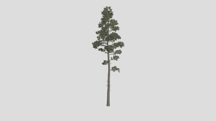 ArtStation - Scots Pine #01 (FBX) - High Poly Tree (3D Model) | Resources