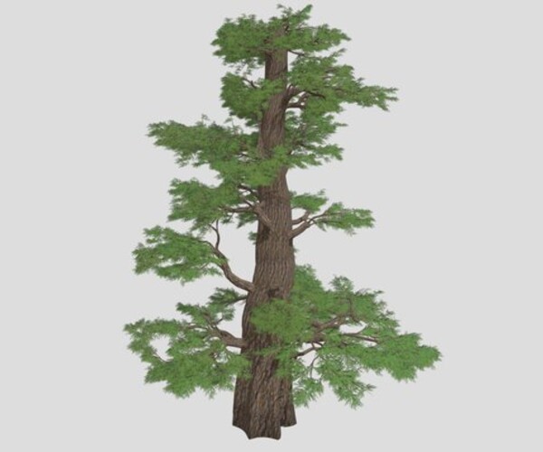 ArtStation - Western Juniper #01 (FBX) - High Poly Tree (3D Model ...