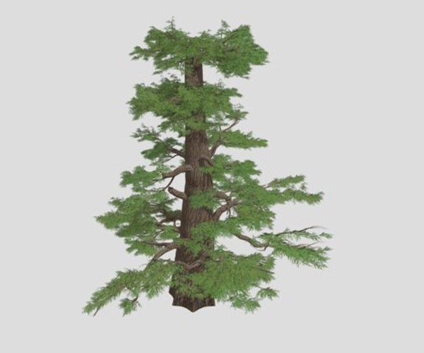ArtStation - Western Juniper #03 (FBX) - High Poly Tree (3D Model ...