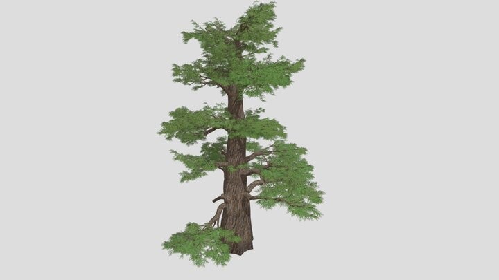 ArtStation - Western Juniper #05 (FBX) - High Poly Tree (3D Model ...