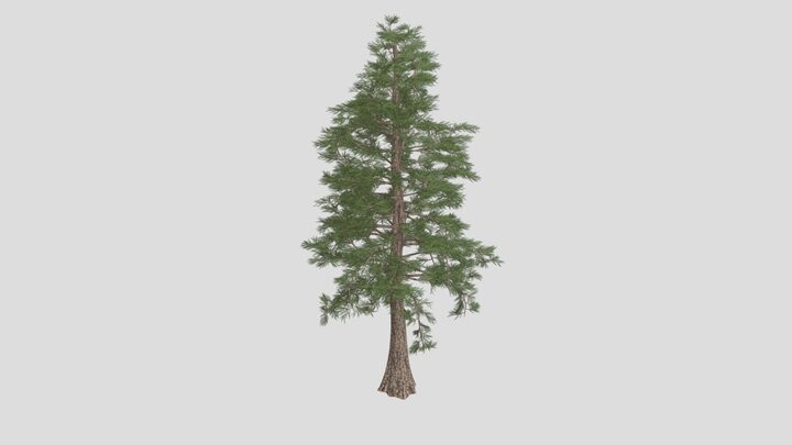 ArtStation - Western Red Cedar #04 (FBX) - High Poly Tree (3D Model ...