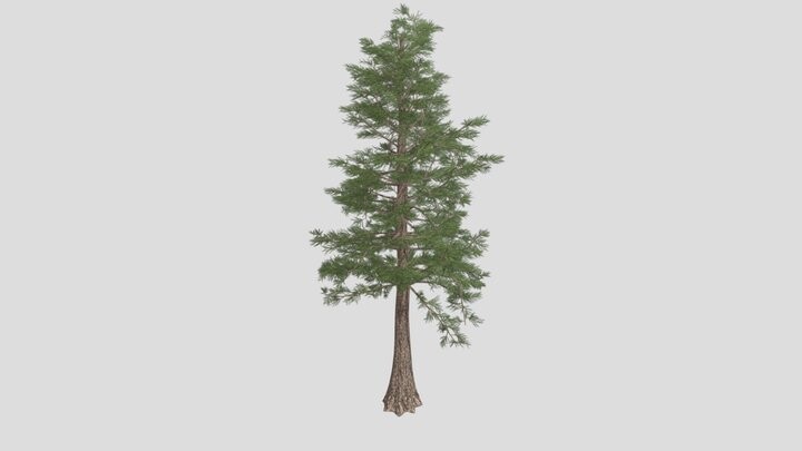 ArtStation - Western Red Cedar #06 (FBX) - High Poly Tree (3D Model ...