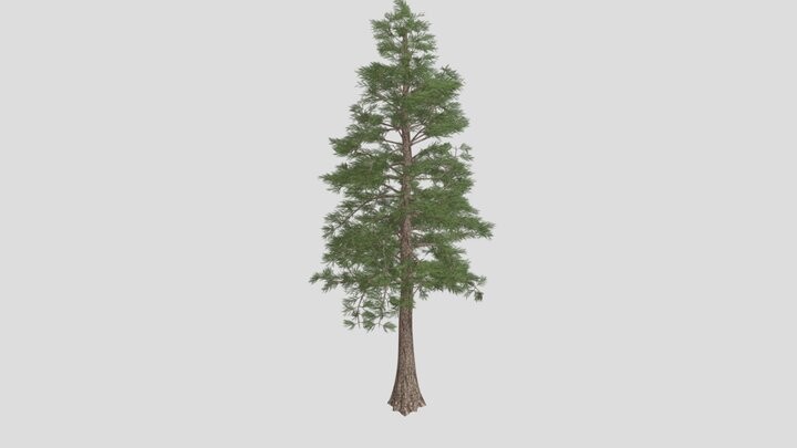 ArtStation - Western Red Cedar #08 (FBX) - High Poly Tree (3D Model ...