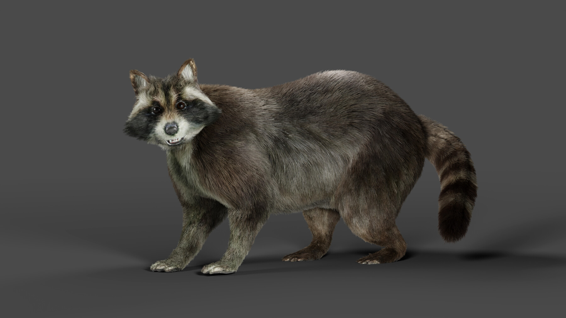 ArtStation - Fur Raccoon Rigged & Animation in Blender | Game Assets