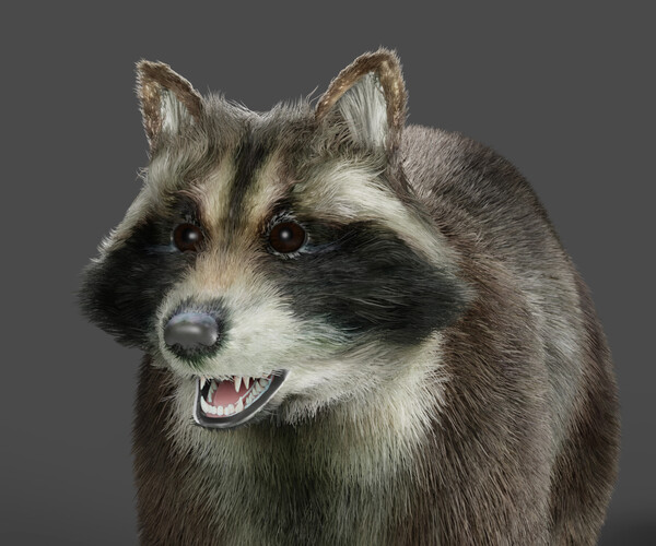 ArtStation - Fur Raccoon Rigged & Animation in Blender | Game Assets