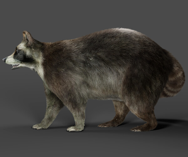 ArtStation - Fur Raccoon Rigged & Animation in Blender | Game Assets