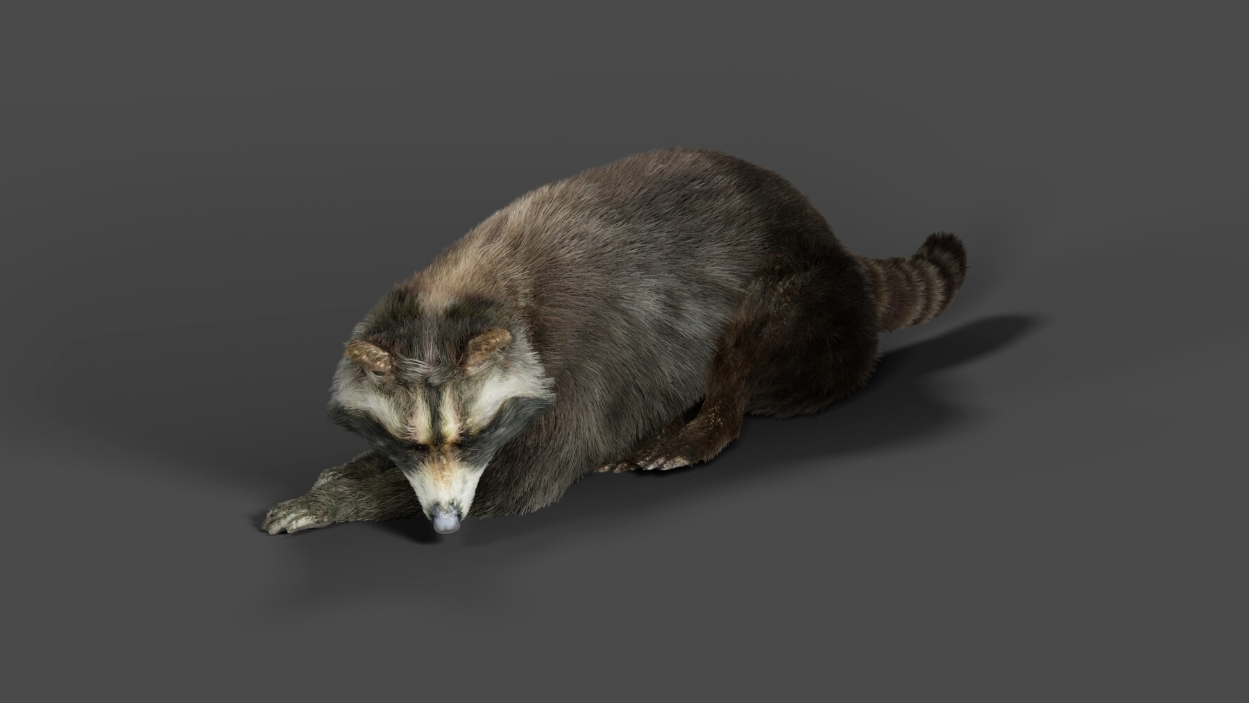 ArtStation - Fur Raccoon Rigged & Animation in Blender | Game Assets