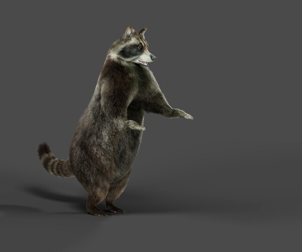 ArtStation - Fur Raccoon Rigged & Animation in Blender | Game Assets