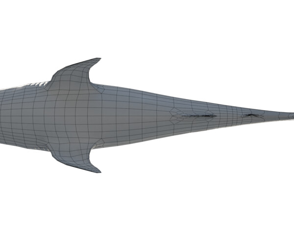 ArtStation - Shark Rigged and Animation in Blender | Game Assets