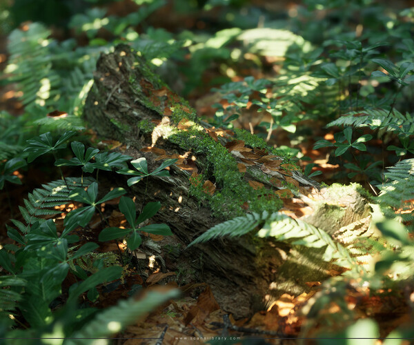 ArtStation - Beech Forest Ecosystem / UE5 | Game Assets